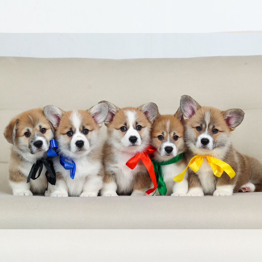 Щеночки вельш когги пемброк