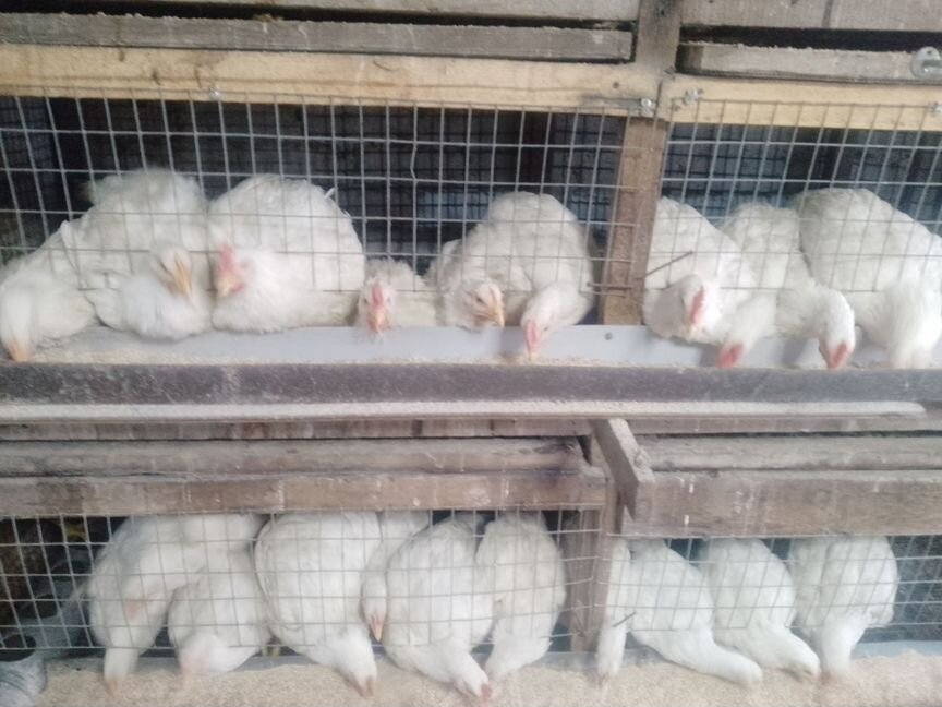 Домашняя птица индюк бролеры