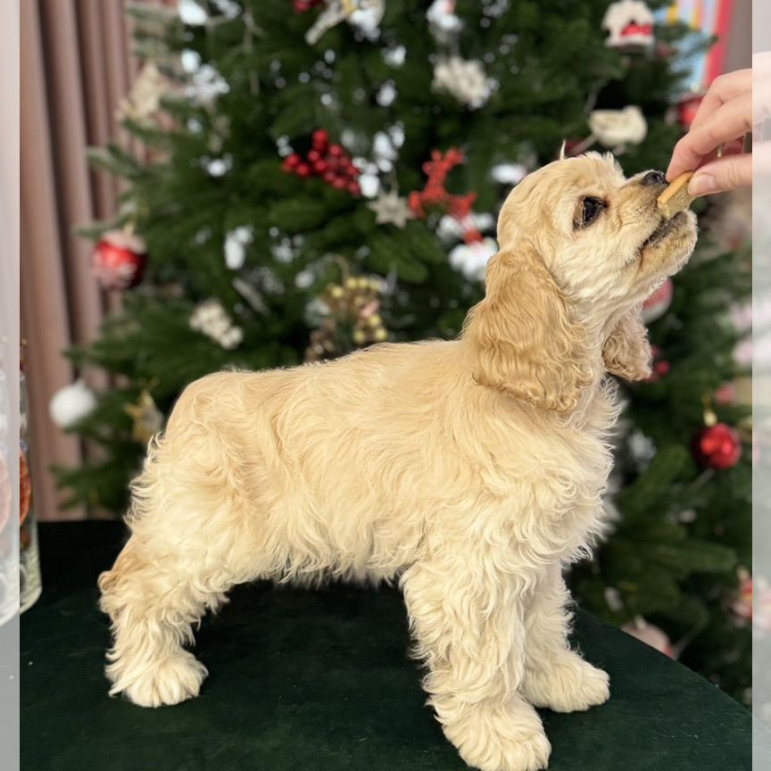 Американский кокер-спаниель, щенок