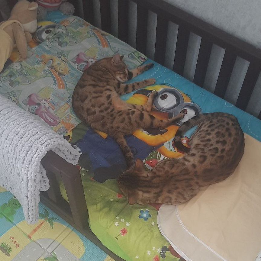 Бенгальские котята