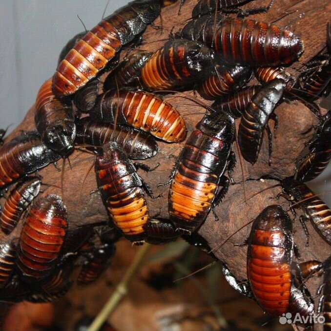 Мадагаскарские тараканы