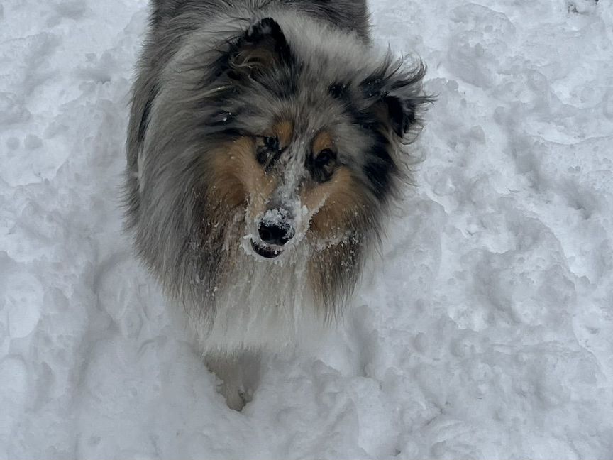 Колли невысокий кобель вязка мраморный blue merle