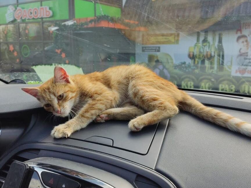 Котёнок в добрые руки