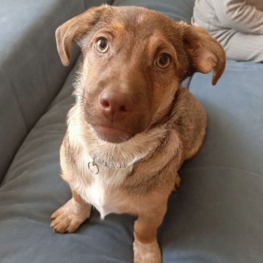 Щенок в добрые руки