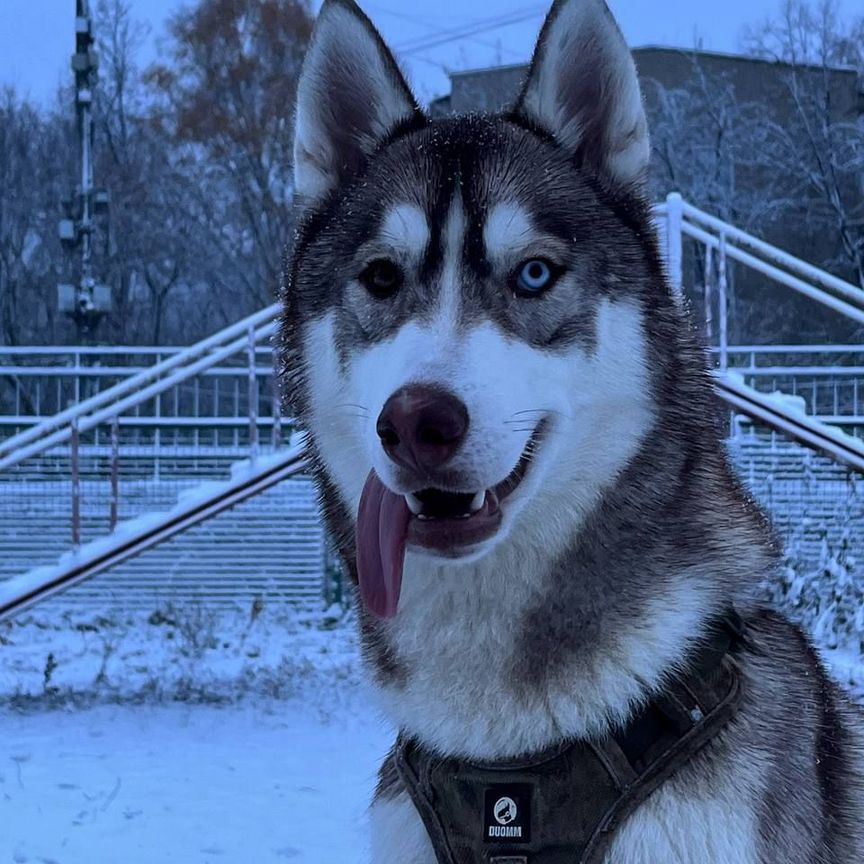 Сибирский хаски