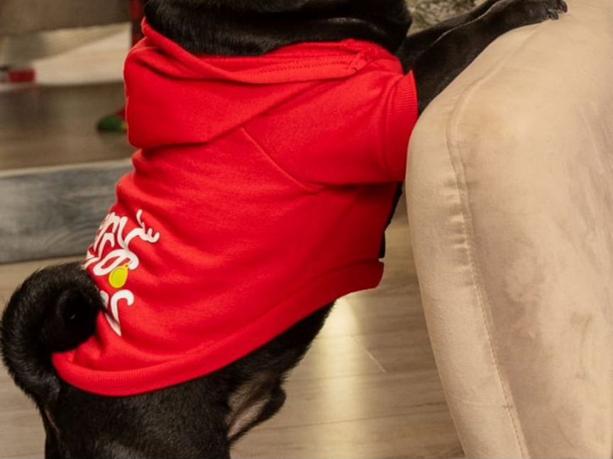 Мопс вязка мальчик