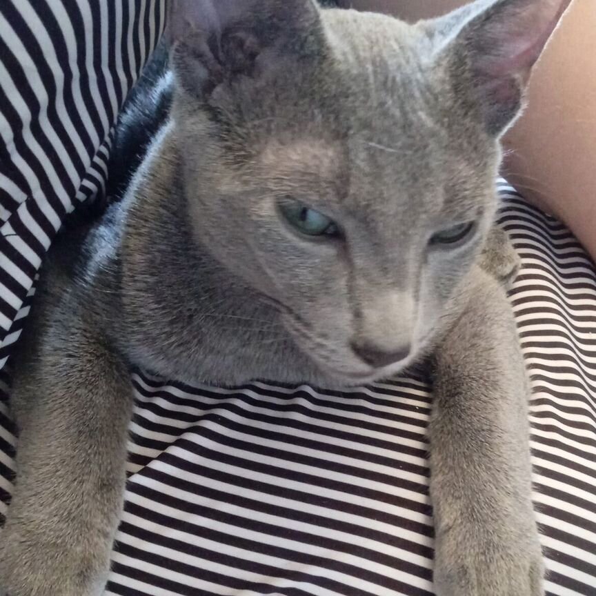 Русский голубой кот