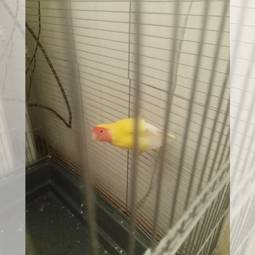 Попугай неразлучники с клеткой