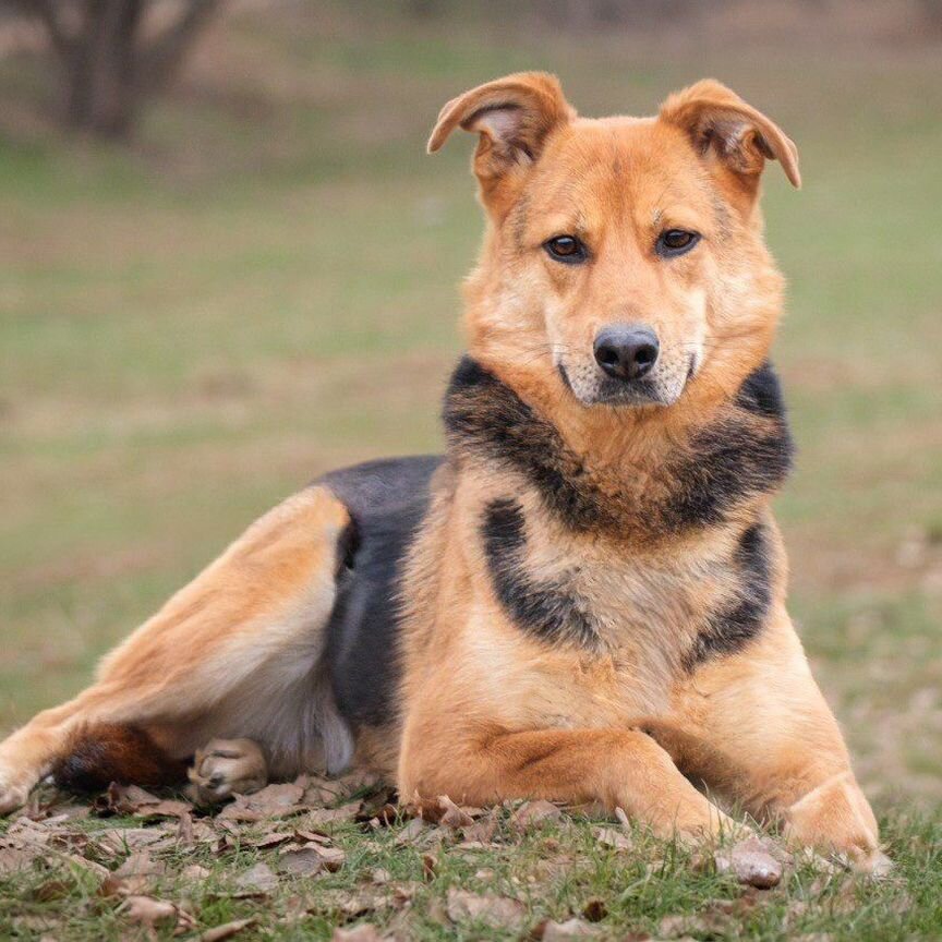 Красотка Кира ищет дом