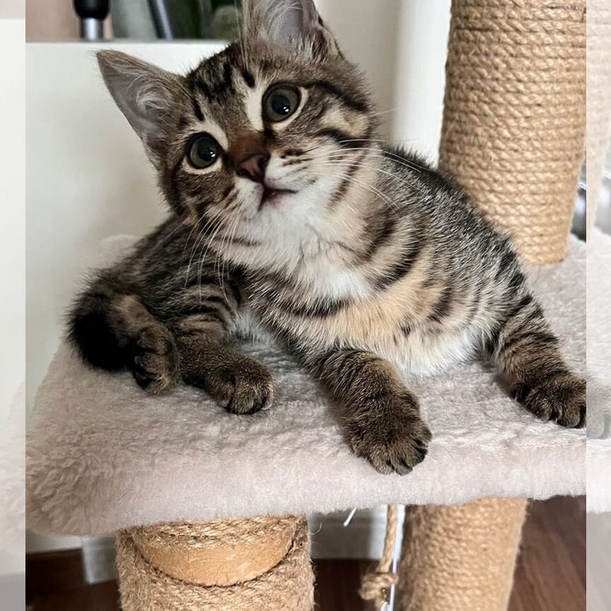 Котёнок в добрые руки