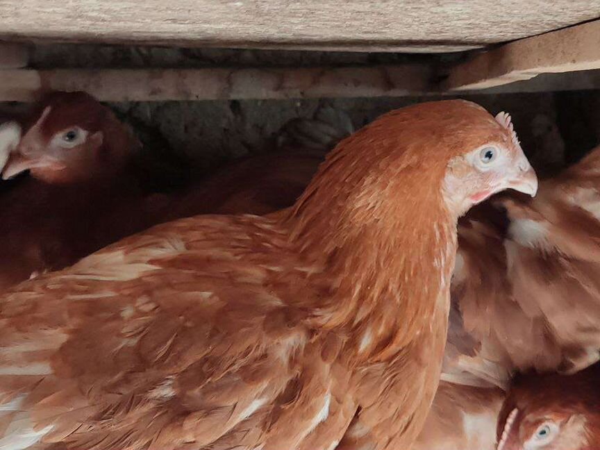 Молодые курицы несушки