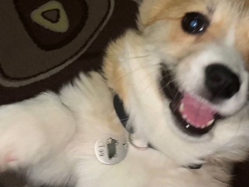 Вельш-корги щенки