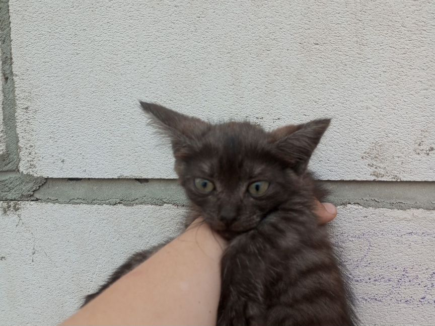 Котëнок девочка