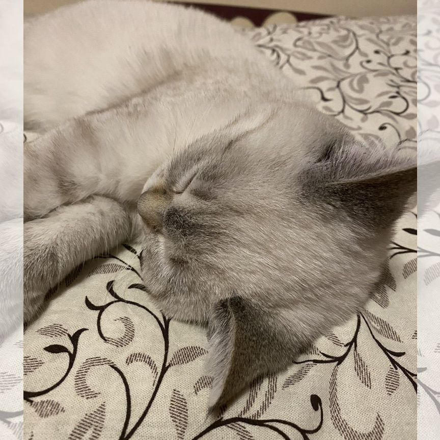 Продам кошечку