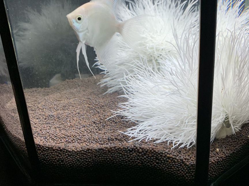 Аквариумные рыбы