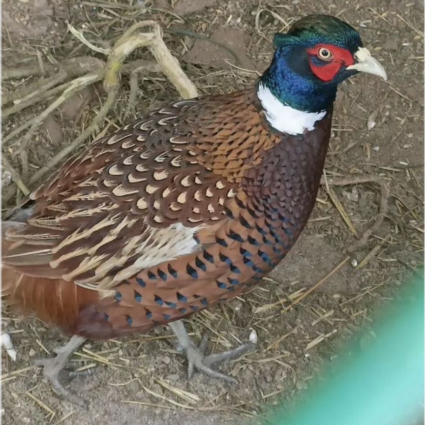 Инкубационное яйцо охотничьего фазана