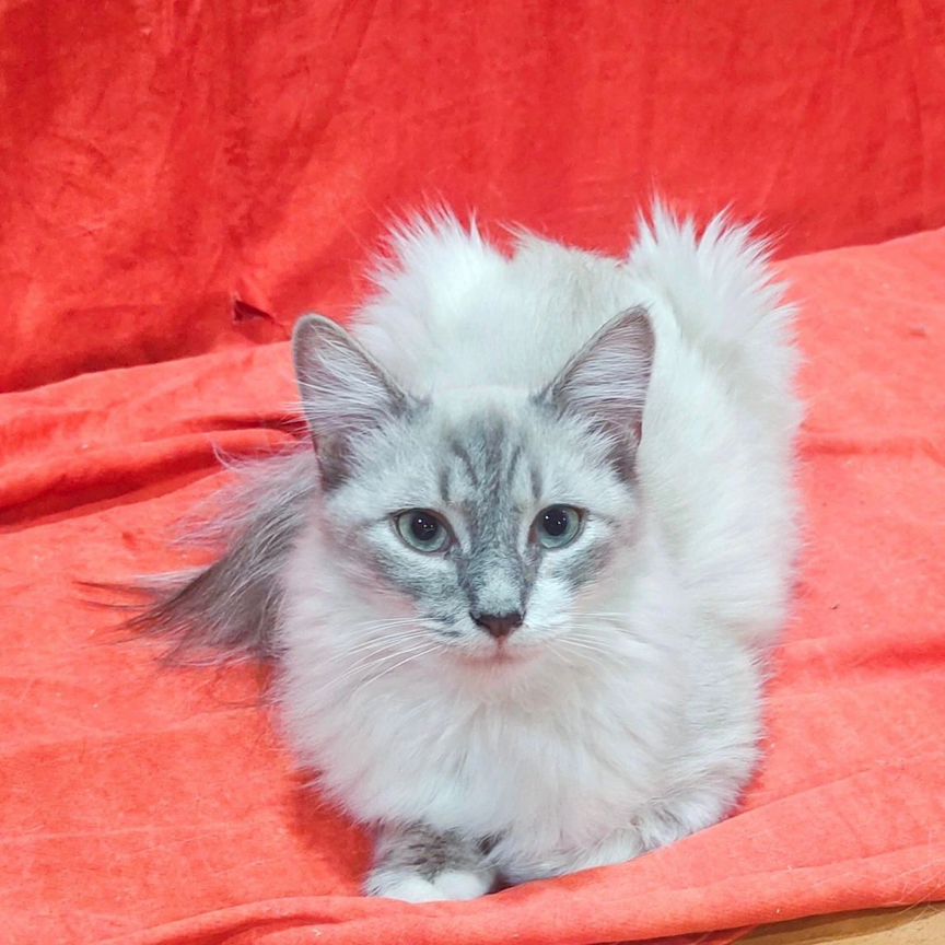 Котёнок