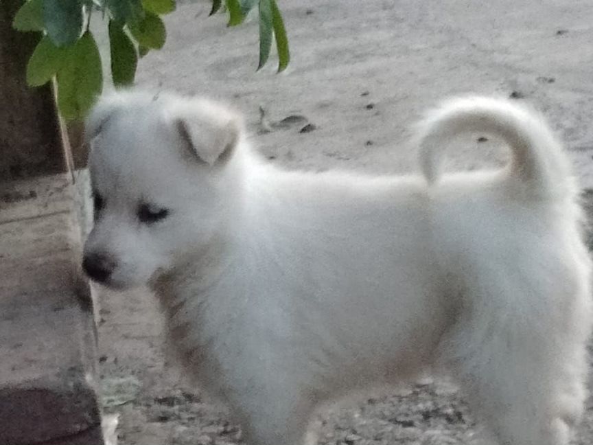 Щенок хаски