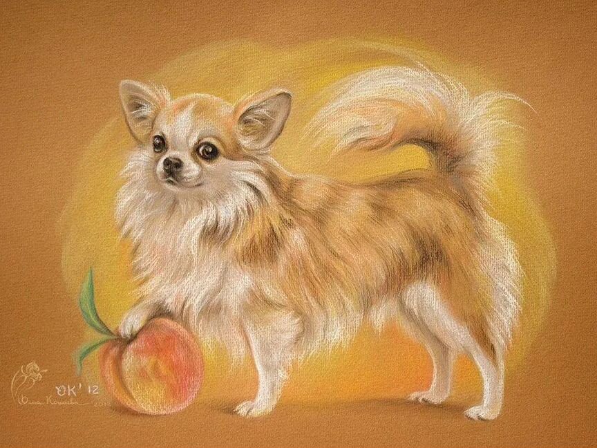 Чихуахуа длинношёрстная к-лю в добрые руки