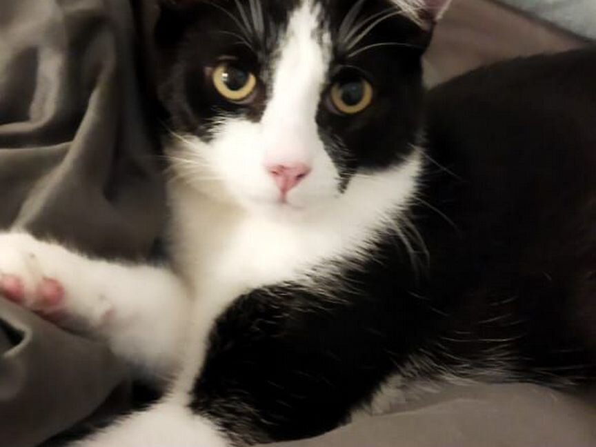 Мододой котик