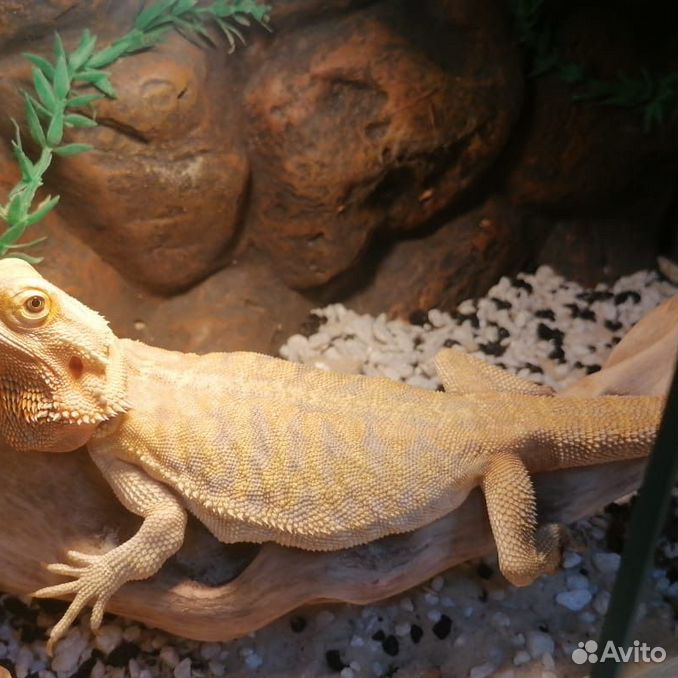 Бородатая агама