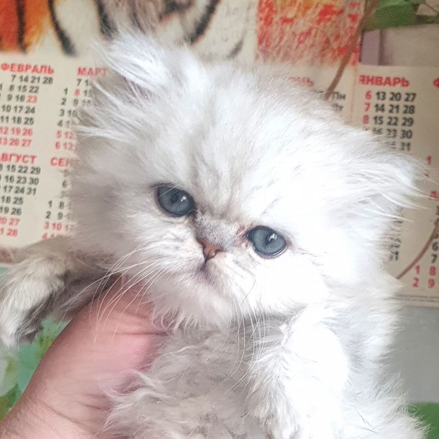 Персидский котёнок