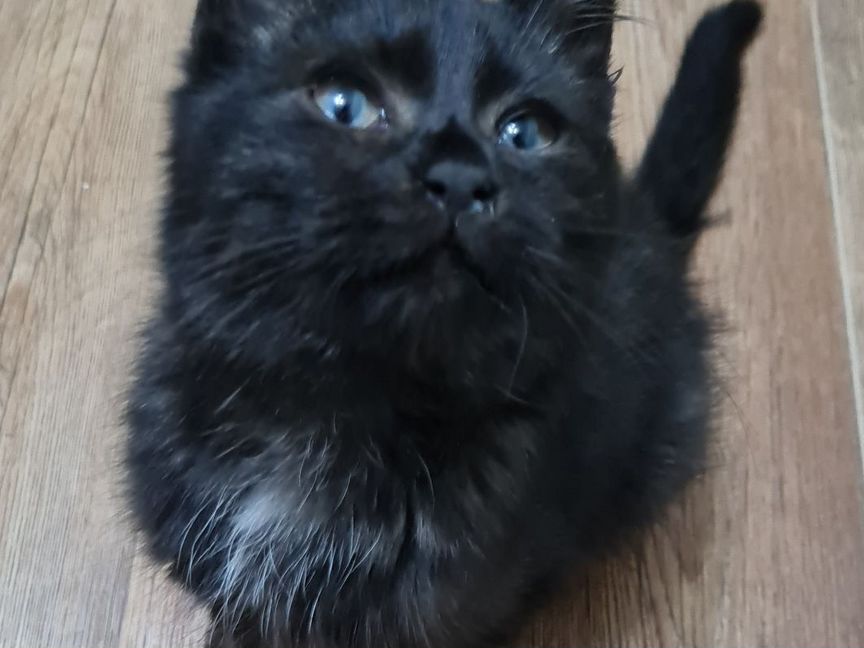 Ласковый котенок бесплатно