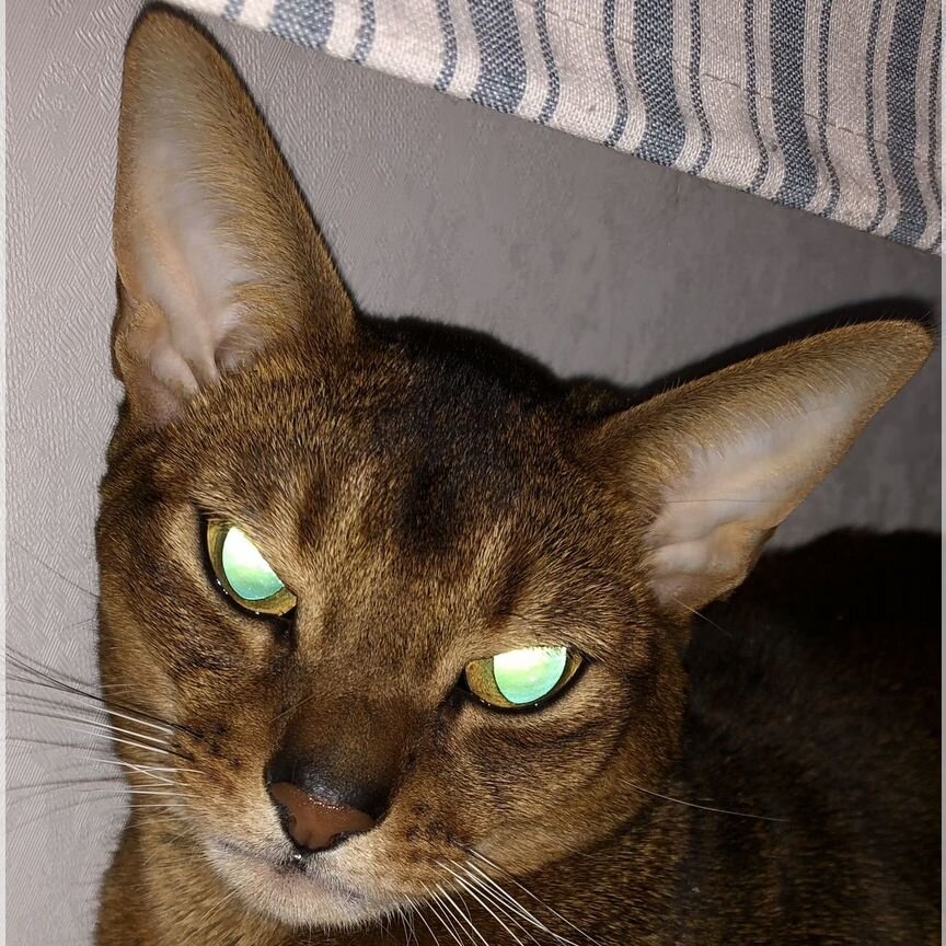 Абиссинский кот