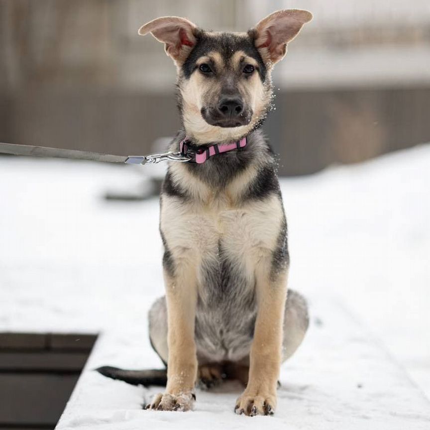 Щенок девочка