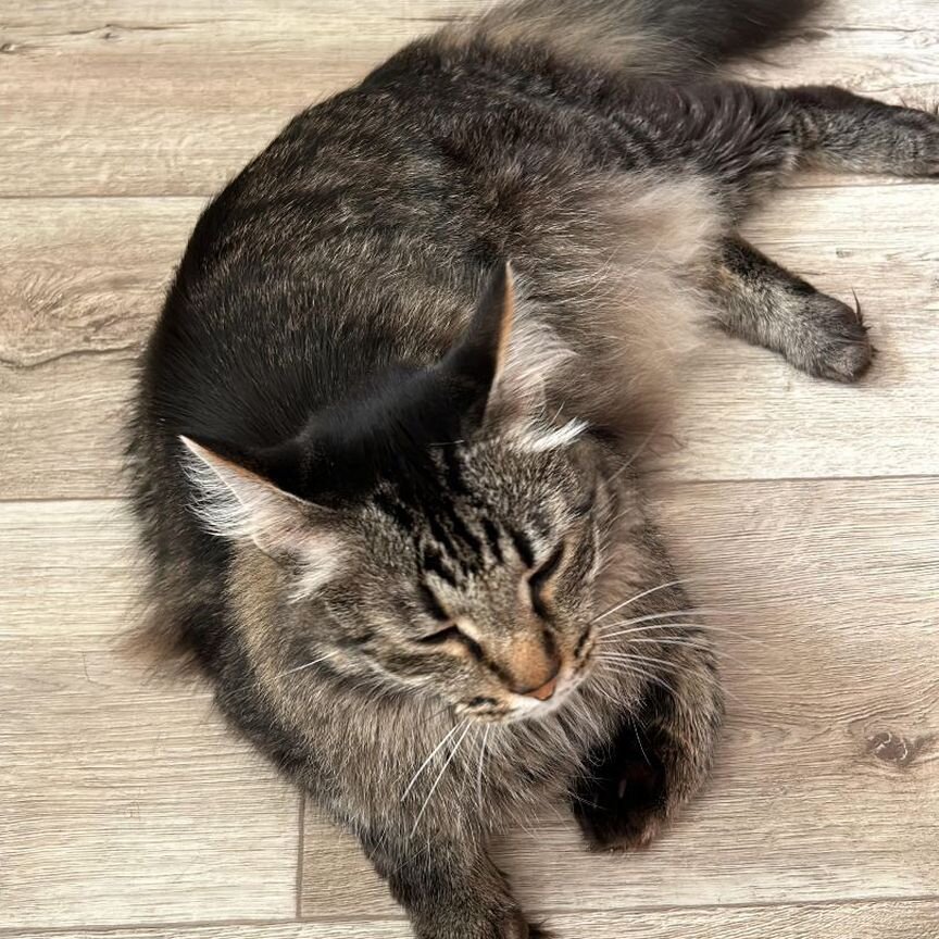 Домашние животные кошки