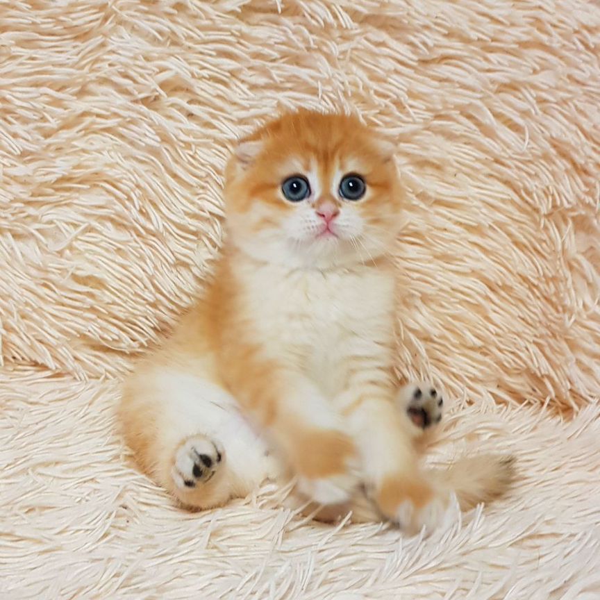 Шотландский котенок