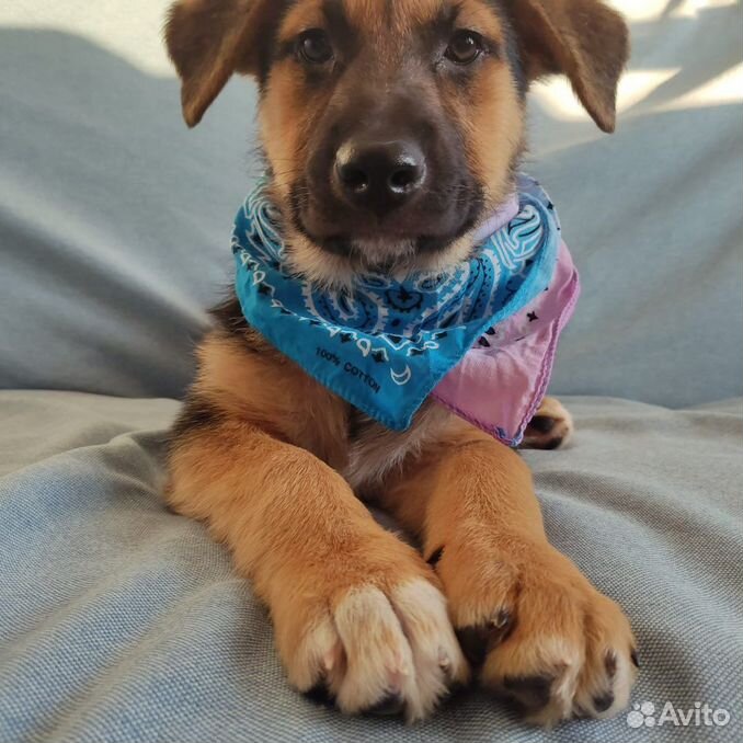 Гретта в дар