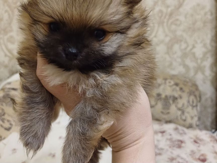 Померанский шпиц медвежьего типа