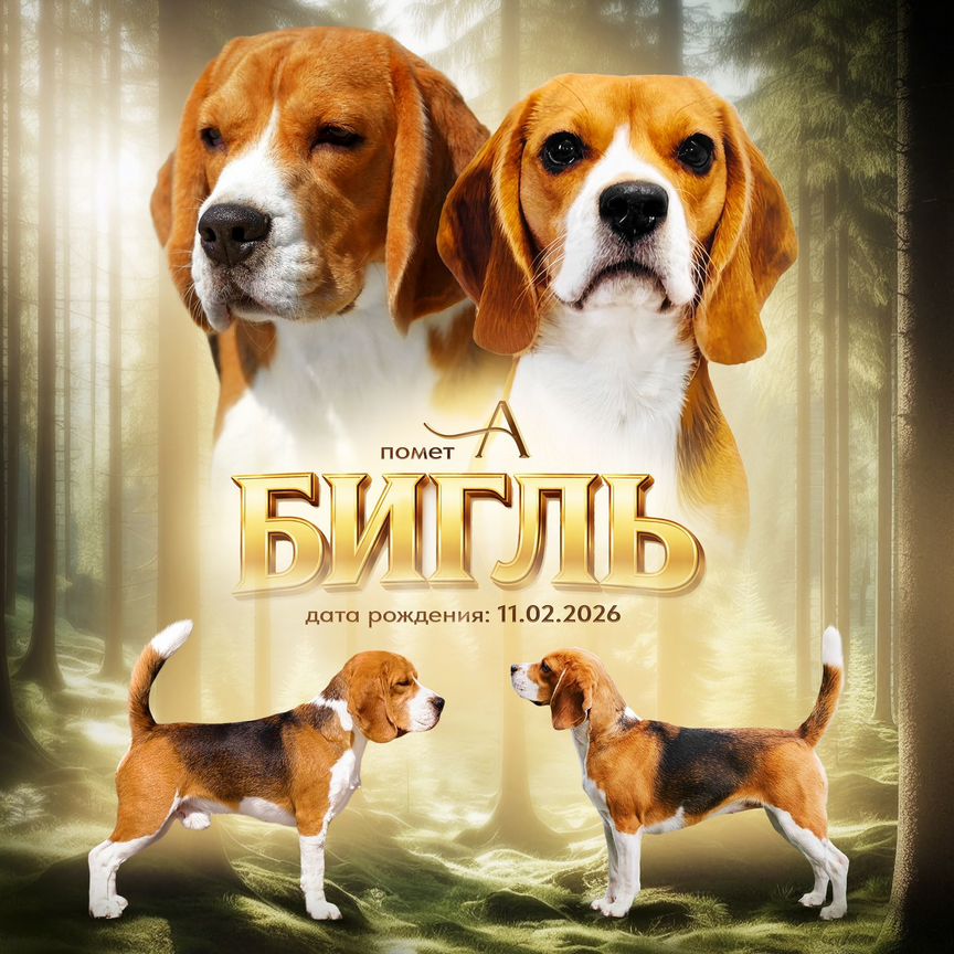 Бигль, щенок