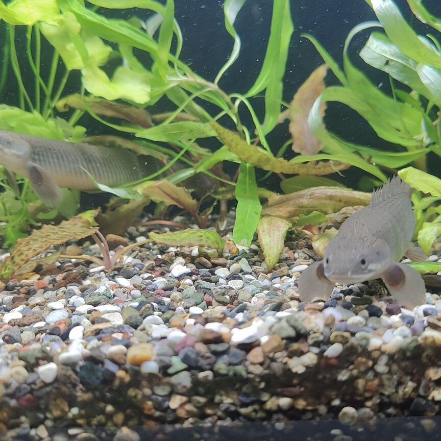 Полиптерус сенегальский