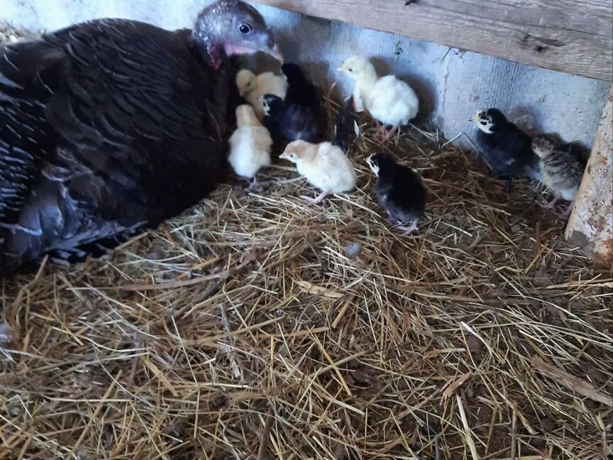 Индюшка с индюшатами(13 шт)