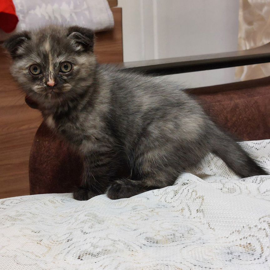Кошки от мамы вислоушки