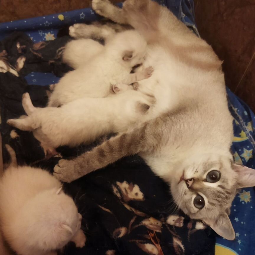 Тайские котята