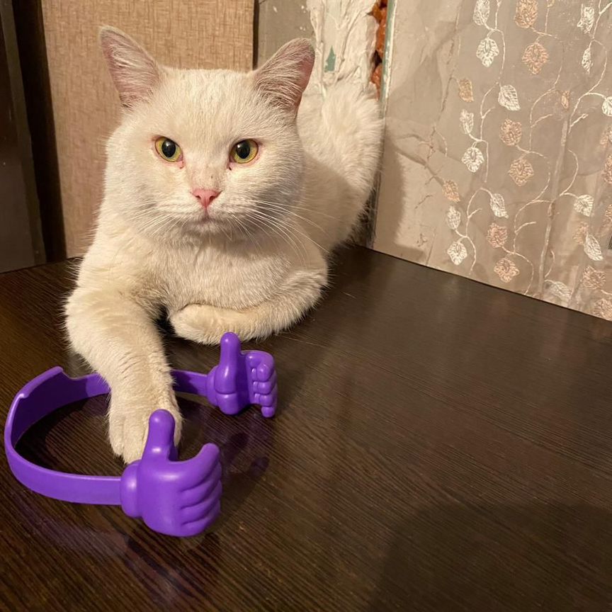 Котик Снежок 8 месяцев