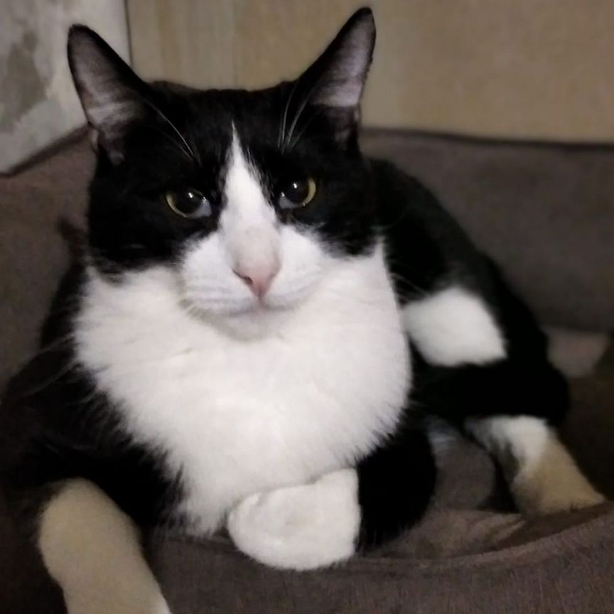 Взрослый кот в добрые руки