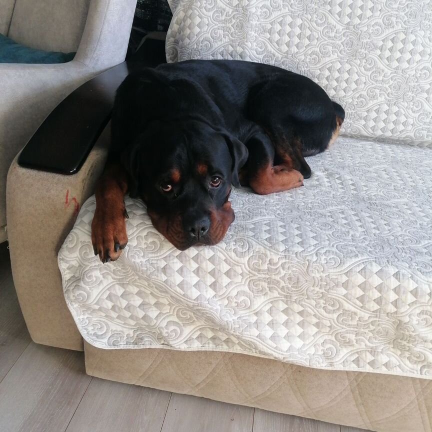 Сведу ратвелера 2 года кабель