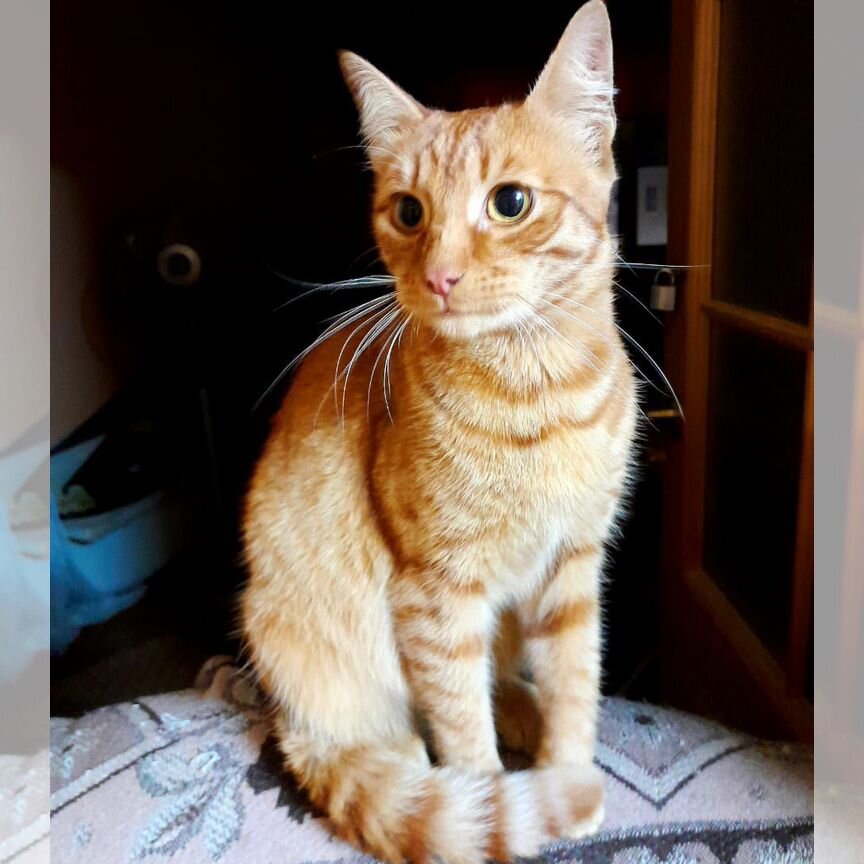 Взрослый кот в добрые руки