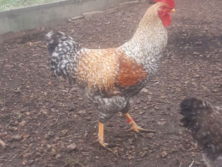 Билефельдер петух