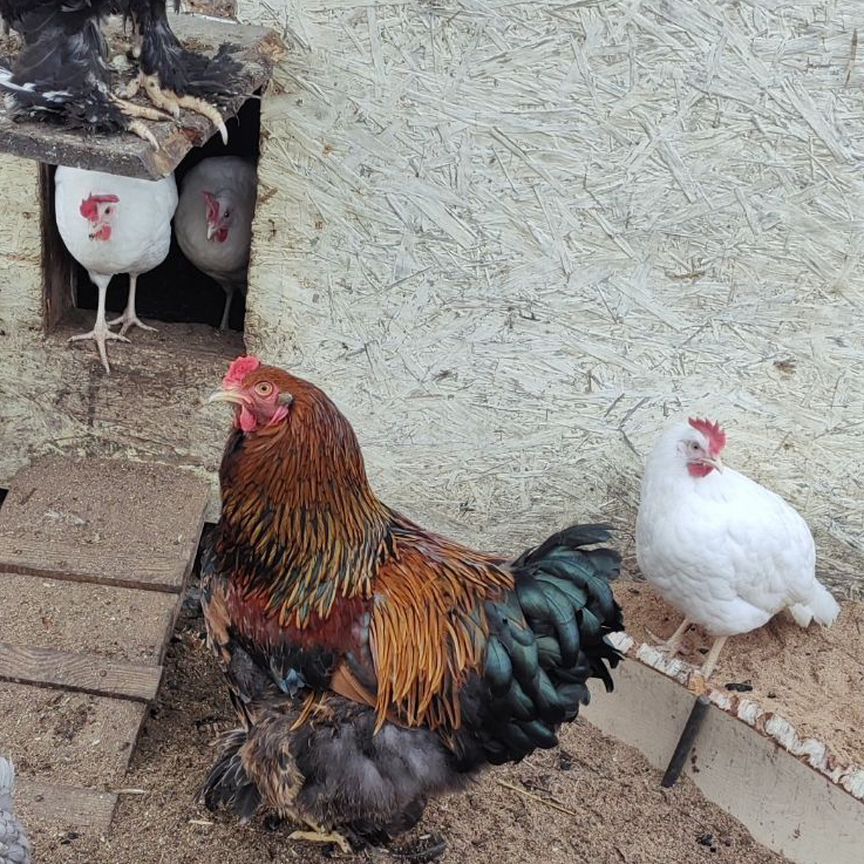 Петух брама