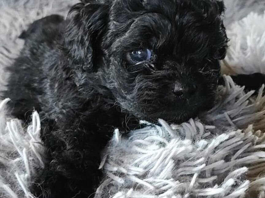 Черныши мальтипу