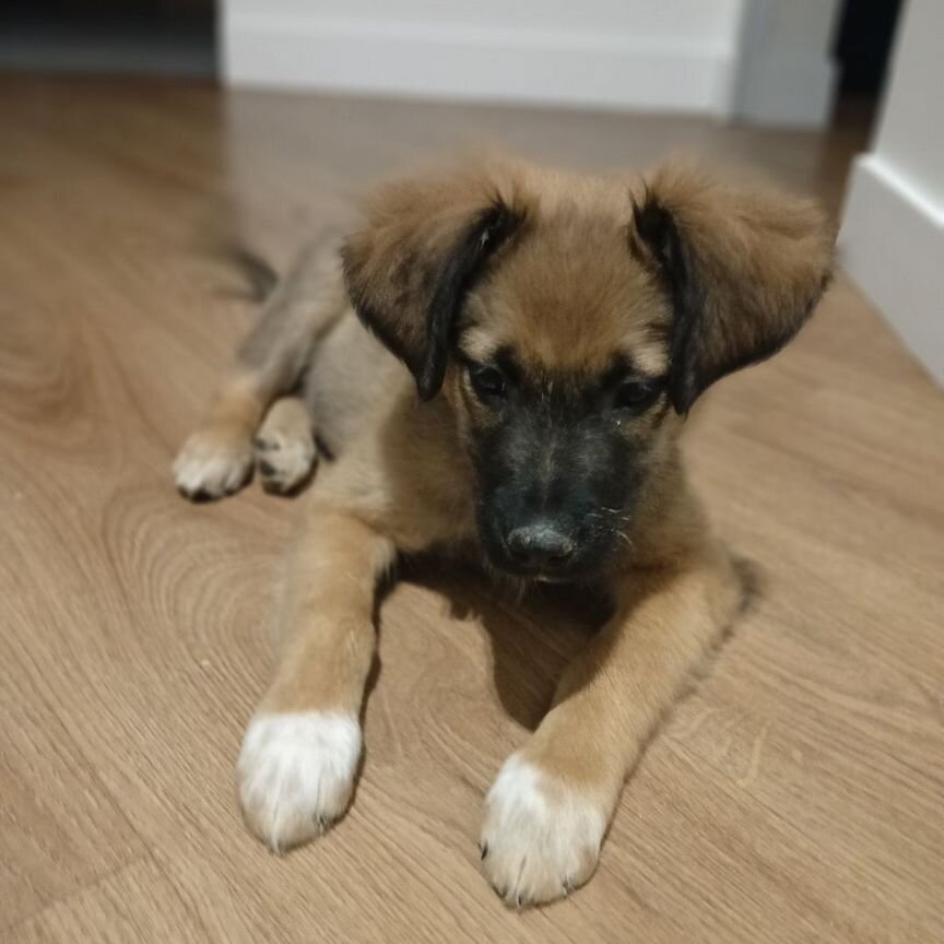 Мальчик щенок 3 мес, привезу