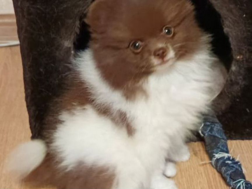 Шпиц девочка патиколор