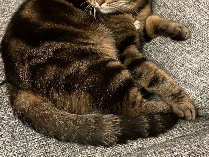 Кот
