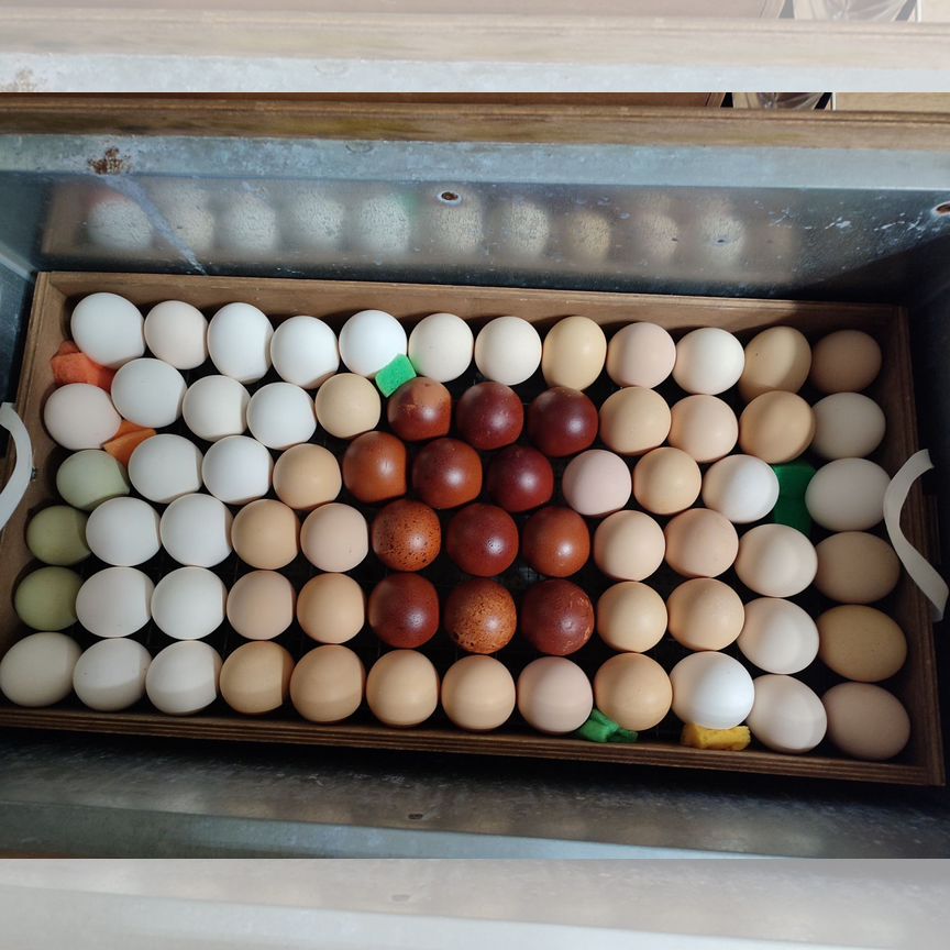 Ия домашних кур Маран, Ухейилюй и др