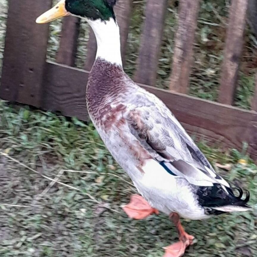 Селезень индийский бегунок